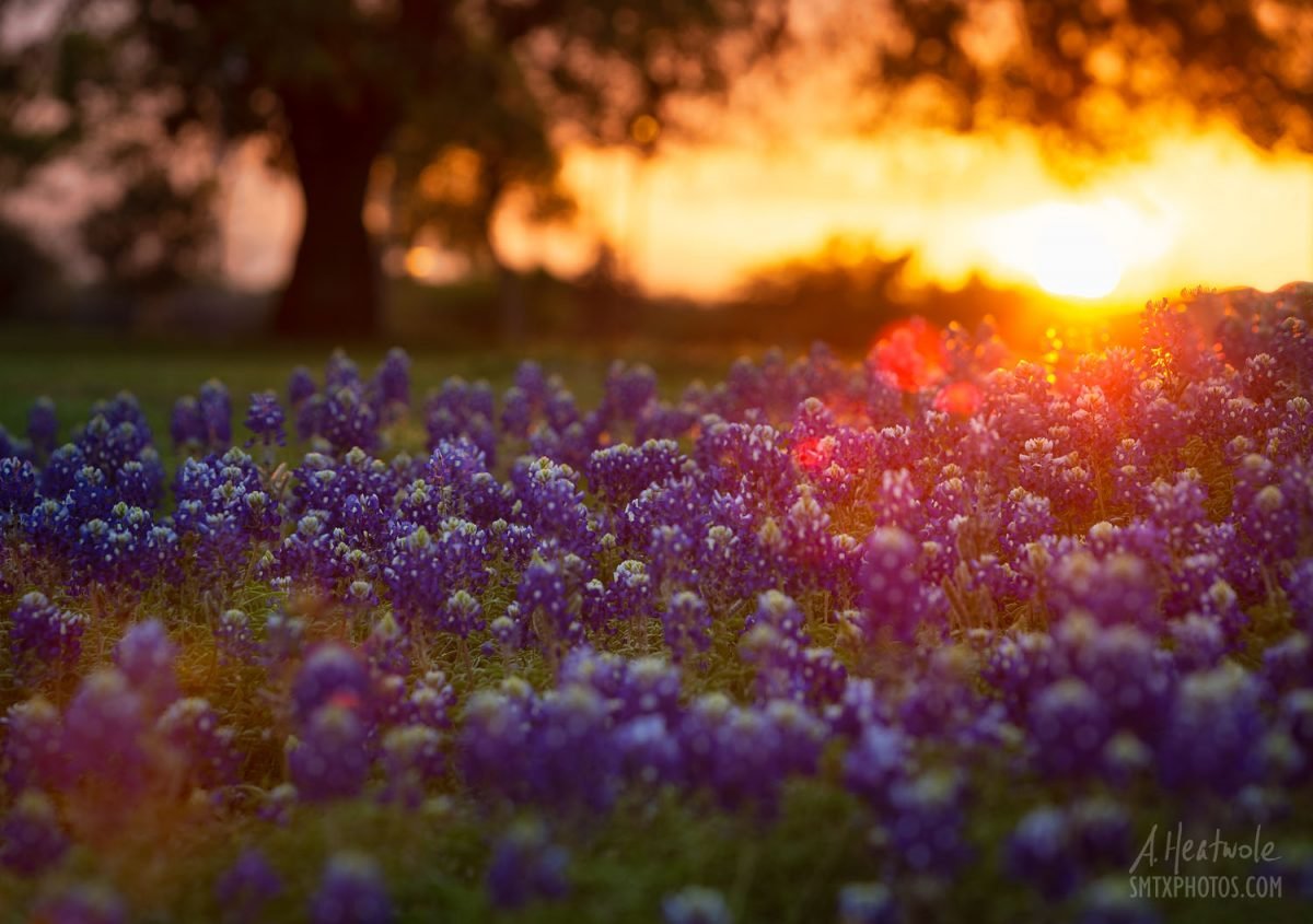 Gaillardia Sunset - San Marcos Photos Print Store